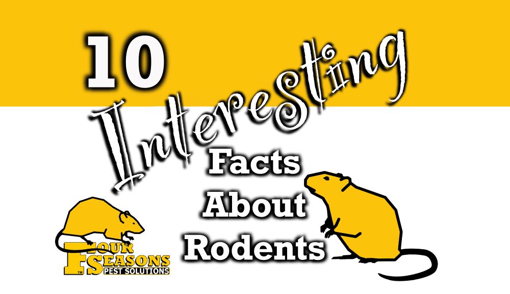 10 Interesting Facts About Rodents - Four Seasons Pest Solutions
