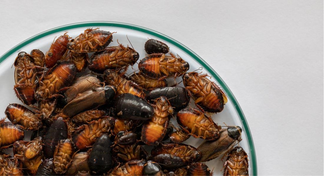 Roach Control, Biology and Health Concerns - Four Seasons Pest
