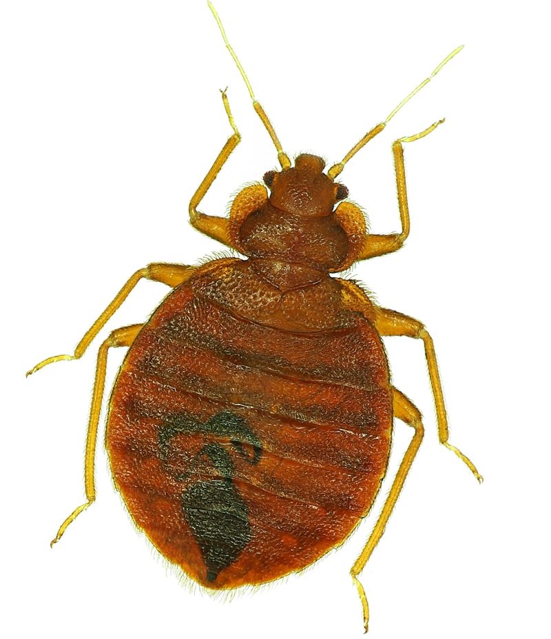 Bed Bug Facts Four Seasons Pest Solutions