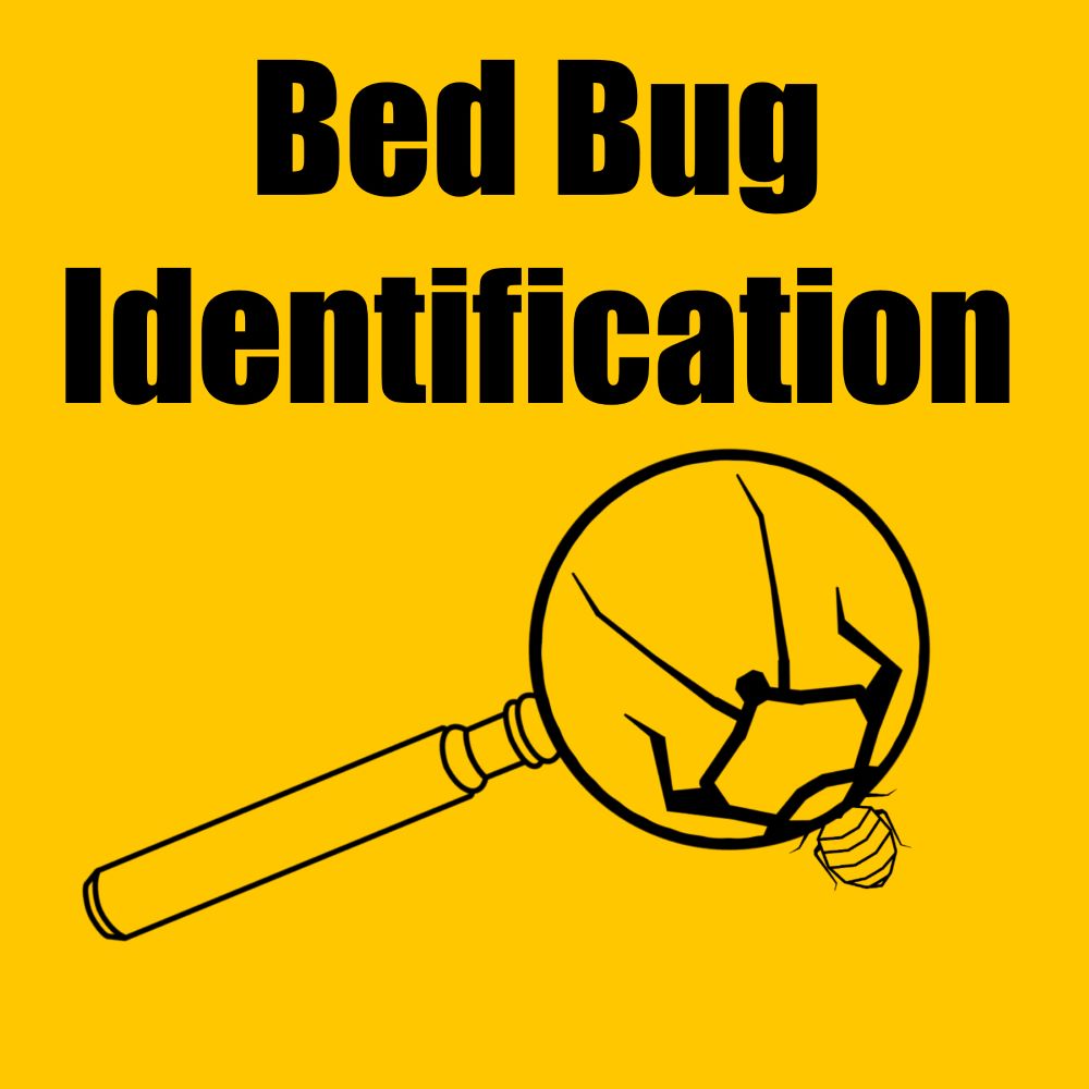 Bed Bug Identification Four Seasons Pest Solutions